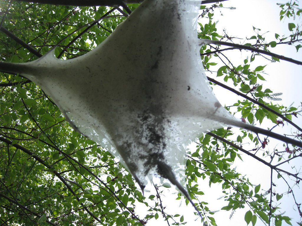 What to do before spongy moths damage your trees irreplaceably | News ...